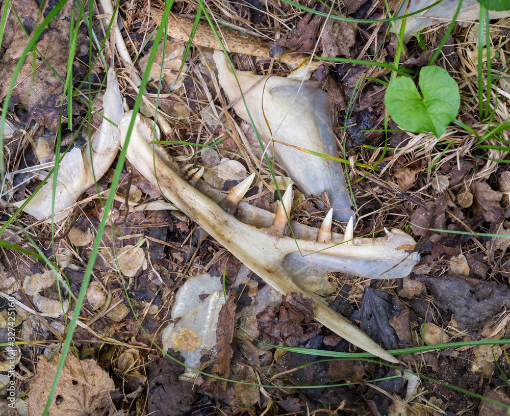 Jaw bone, pointy teeth and bones of a large freshwater fish, laying in ...