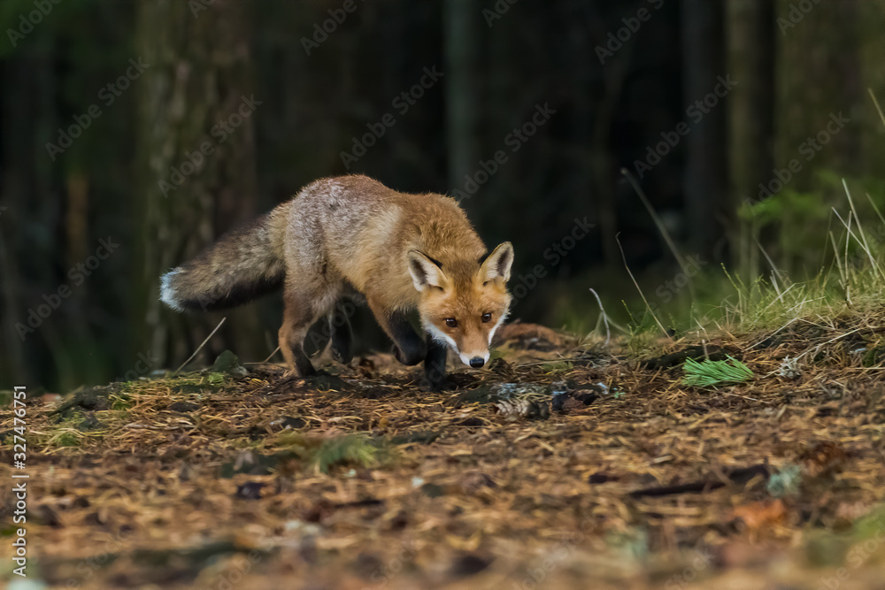 Red Fox. The species has a long history of association with humans.The ...