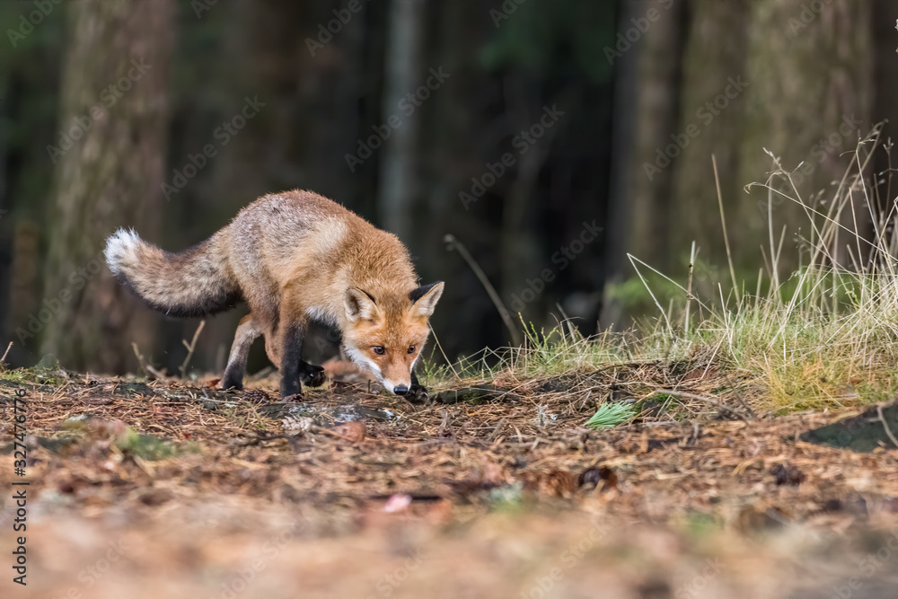 Red Fox. The species has a long history of association with humans.The ...
