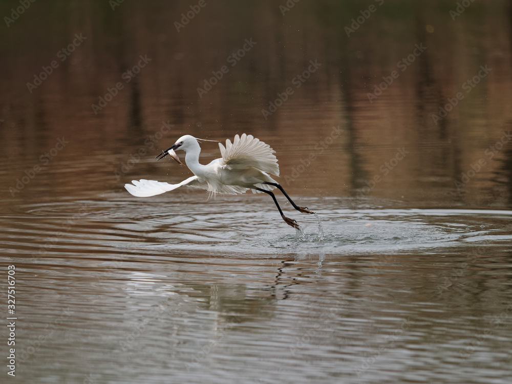 Flying bird catching fish in lake, great white egret fly over water ...