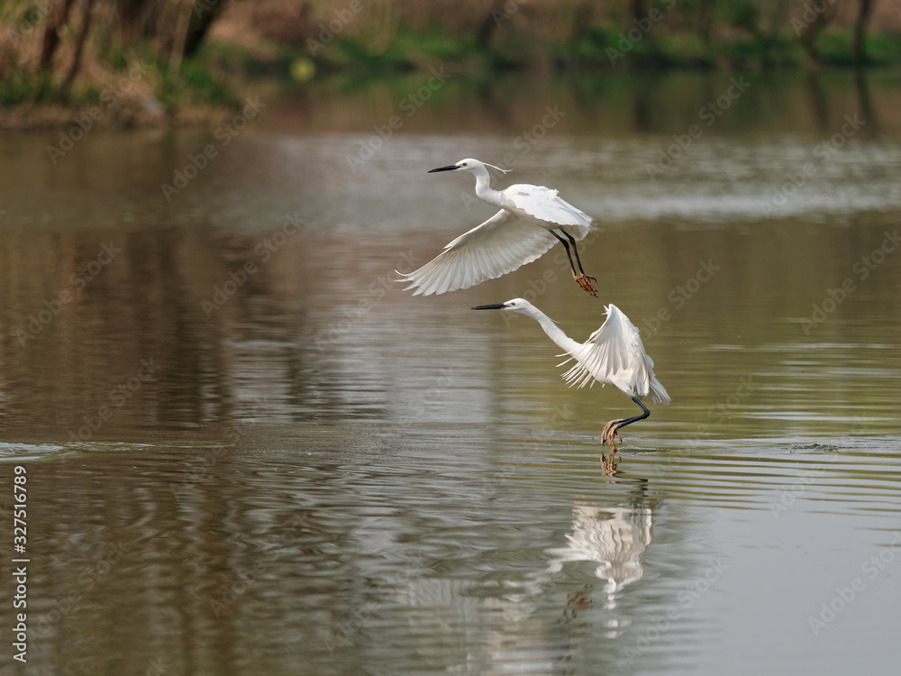 Flying bird catching fish in lake, two great white egret fly over water ...