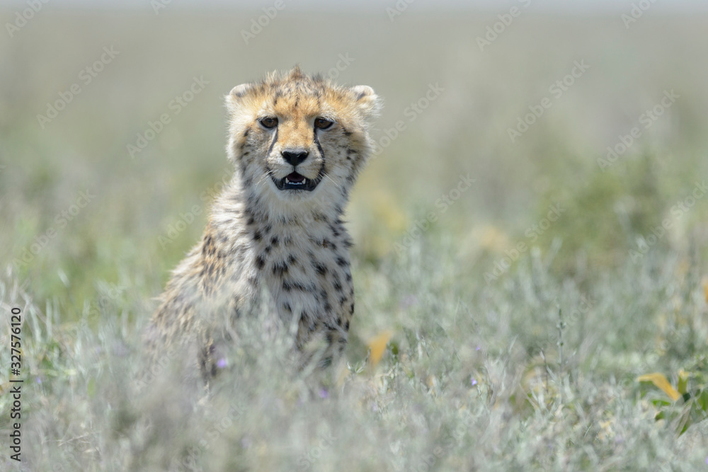 Cheetah (Acinonyx jubatus) cub sitting in high grass on savanna, looking at camera, Ngorongoro ...