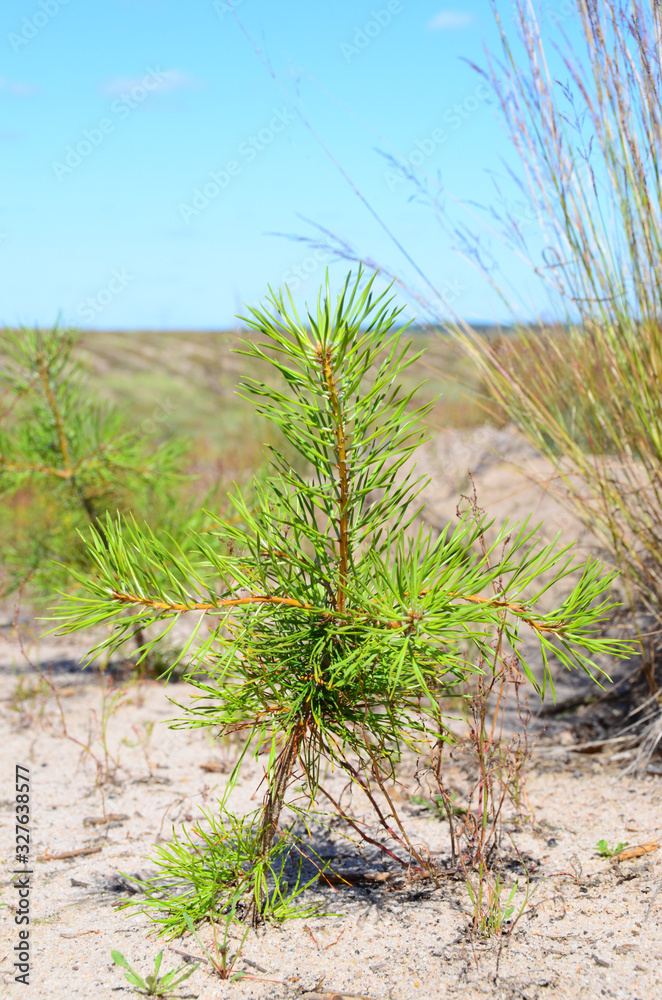 Close scenery with the pine sapling, steppe grass and light blue sky. A ...