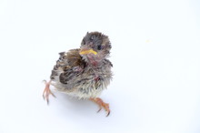 White Vented Bulbul Free Stock Photo - Public Domain Pictures