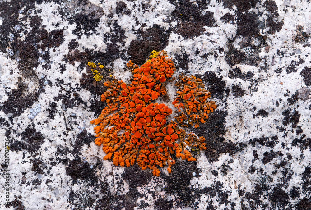 Elegant Sunburst Lichen (Xanthoria elegans) is a lichenized fungus in ...