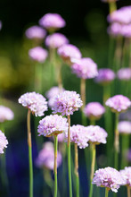 Purple Sea Thrift Flowers Free Stock Photo - Public Domain Pictures