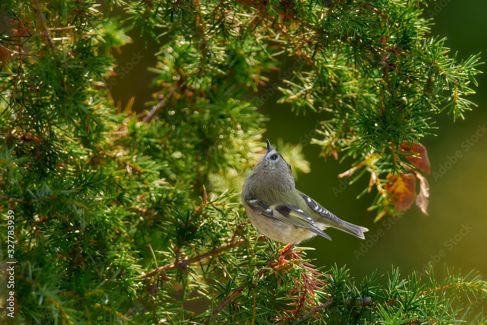 Goldcrest - Regulus regulus sitting on the branch of the juniperus ...