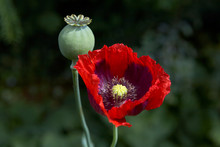 Poppy Pod And Red Poppy Free Stock Photo - Public Domain Pictures
