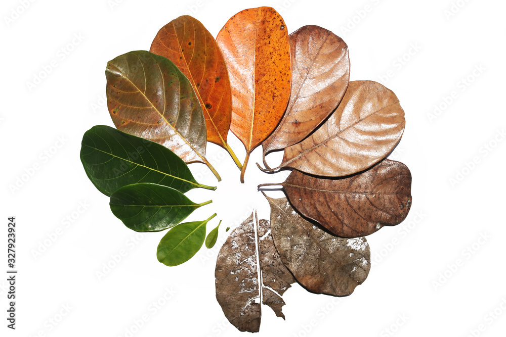 Different stages of leaf, leaves cycle. birth to death. jack leaves ...