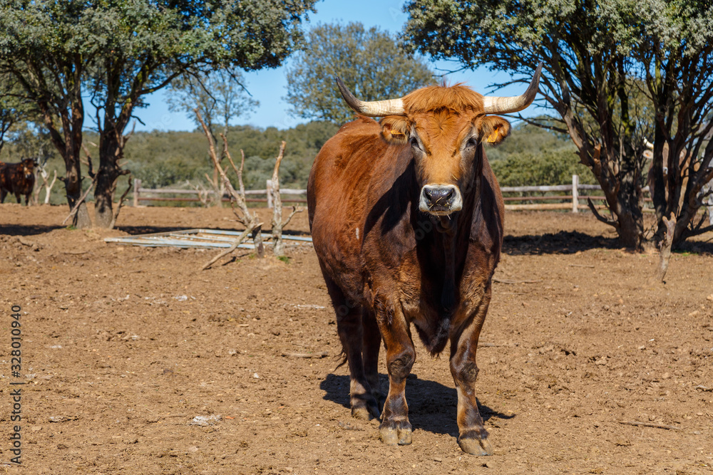 Buey, toro castrado en explotación para carne. Jiménez de Jamuz, León ...