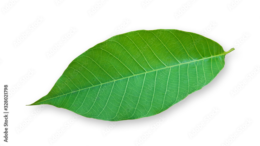 Green leaves isolated on white background,Rubber leaves,Hevea ...