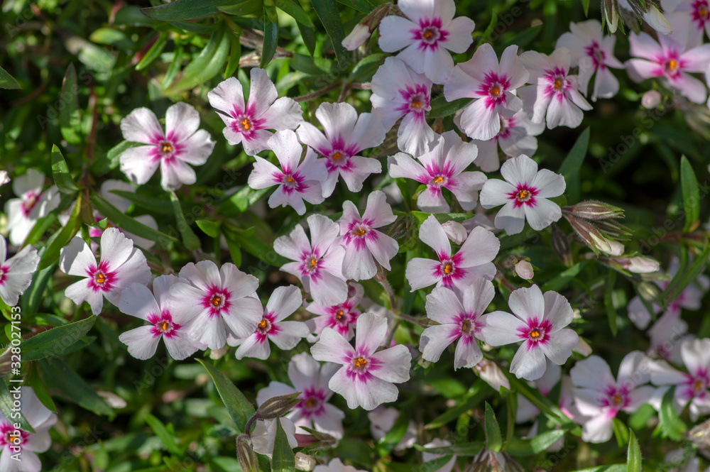 Creeping moss phlox subulata flowering small plant, beautiful flowers ...