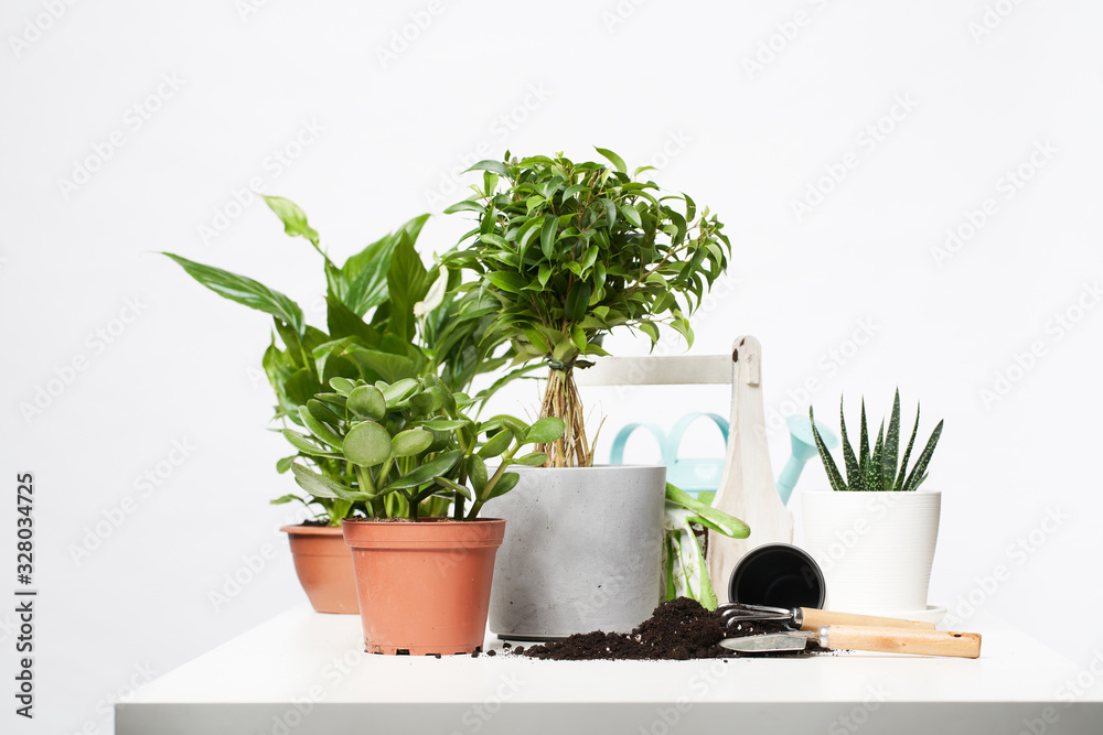 Indoor plants, cacti in pots with scoop and rake on empty gray ...