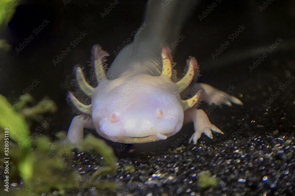 Ein Olm, Grottenolm. Olme sind sehr seltsam aussehende Tiere, Axolotl ...