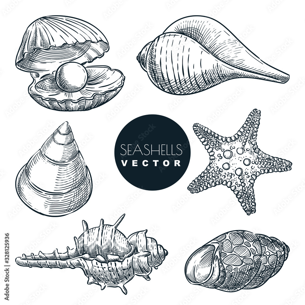 Seashells collection. Vector hand drawn sketch illustration. Summer ...