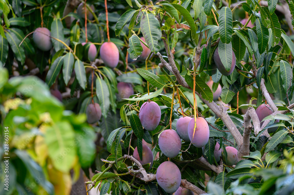 Eco farming on La Palma island, plantations with organic mango trees ...