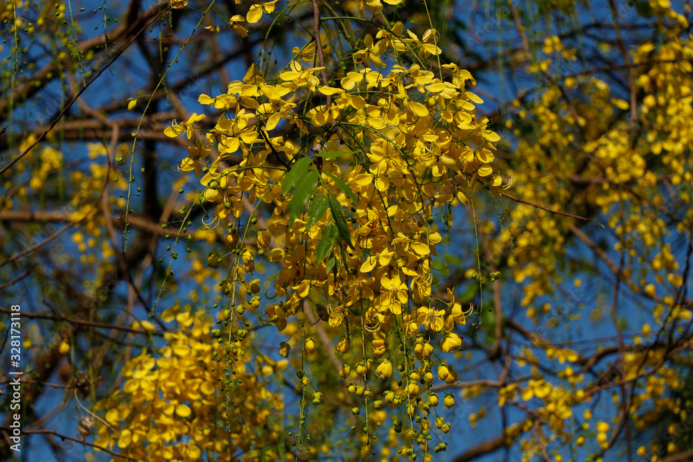 Cassia fistula, commonly known as golden shower, purging cassia, Indian laburnum, or pudding ...