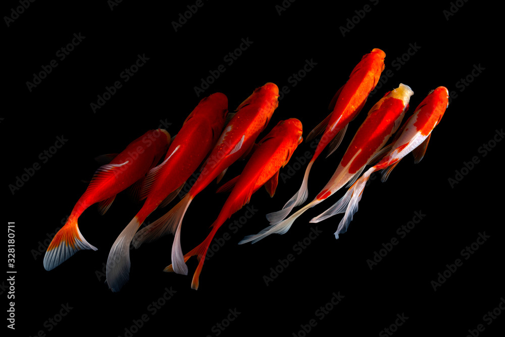 Koi fish, japanese carp and asian traditional symbol, Chinese goldfish ...