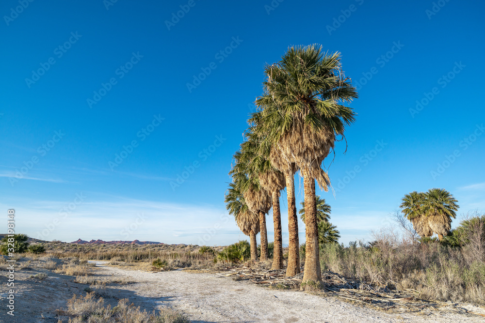 ภาพถ่าย Stock Row of Washiington Palm Trees(Washingtonia filifera) at ...
