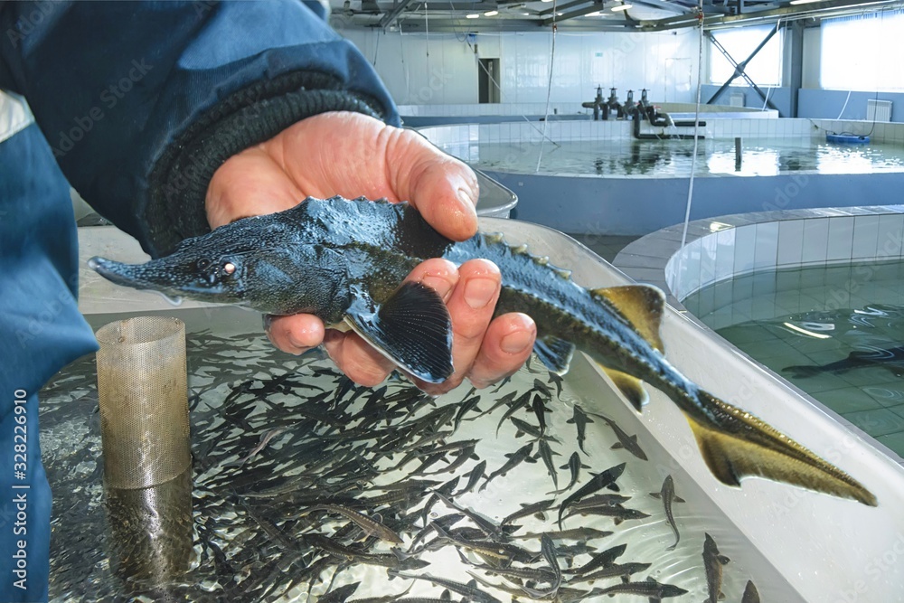 Amur sturgeon ( Acipenser schrenckii ) at the age of 3 months. Fish ...
