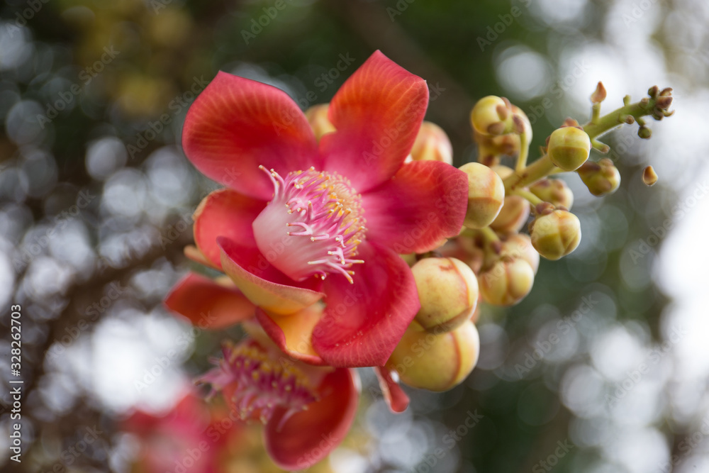 Sala tree, Shorea robusta Stock Photo | Adobe Stock