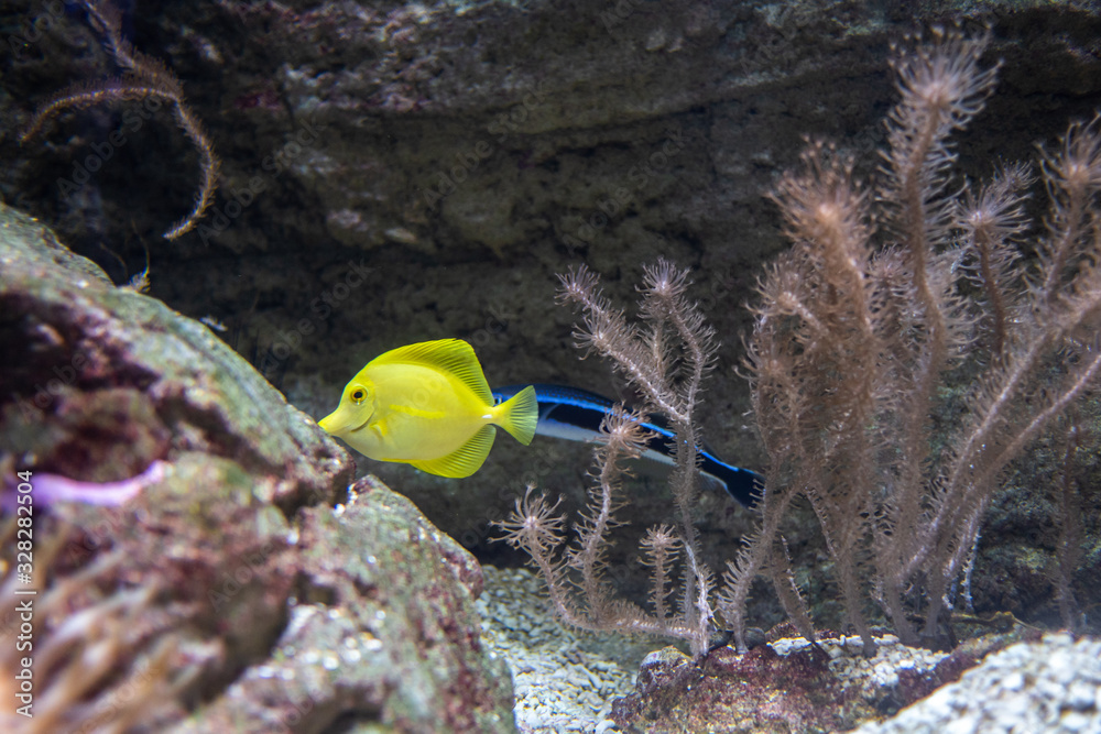Poisson Jaune Stock Photo | Adobe Stock