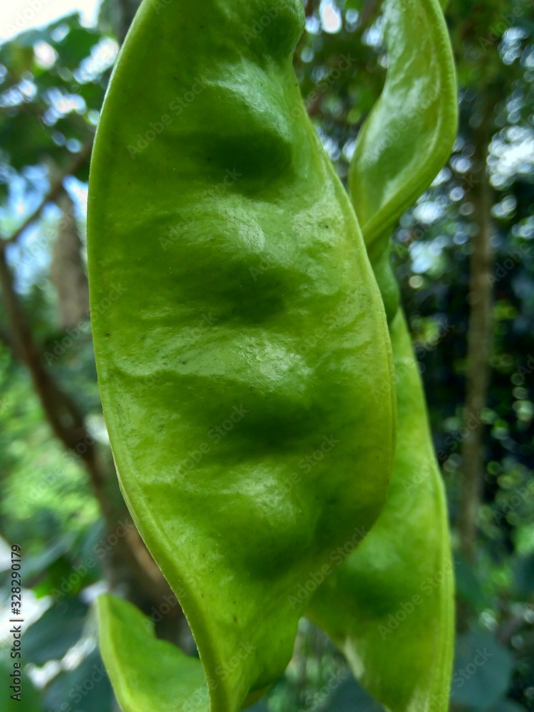 Sato seeds, Parkia speciosa seeds or bitter bean on the tree. it also ...