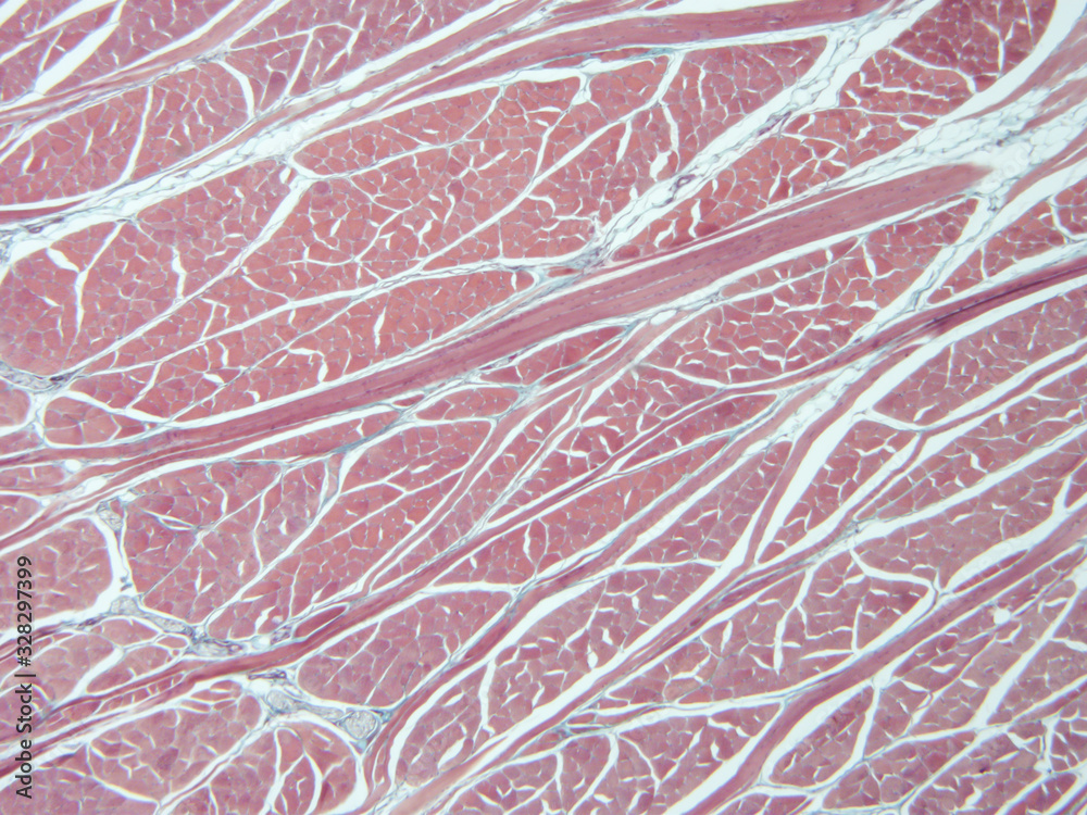 Fotografie Histology of human tissue, show epithelial tissue and ...