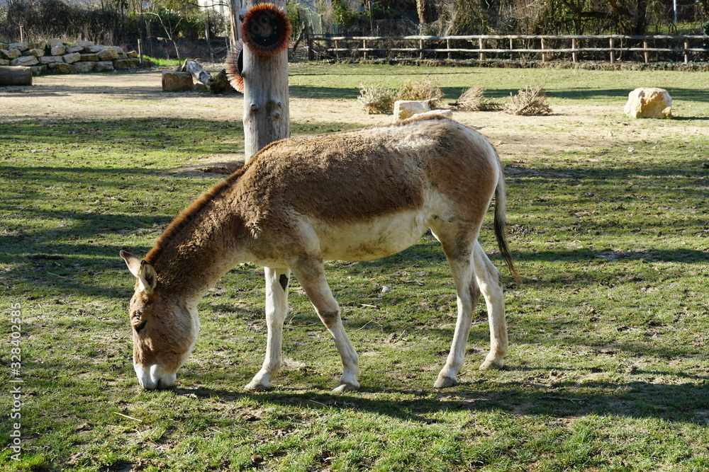 Photo Stock The Turkmenian kulan, Equus hemionus kulan, or Transcaspian ...