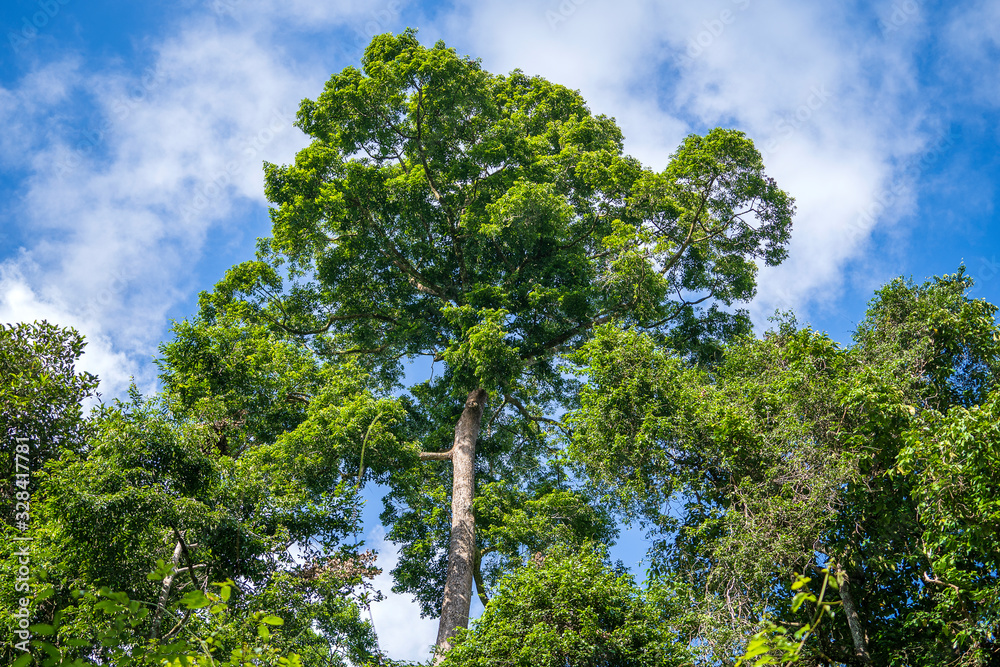 The big tropical tree with sky background, view from below. Scientific ...