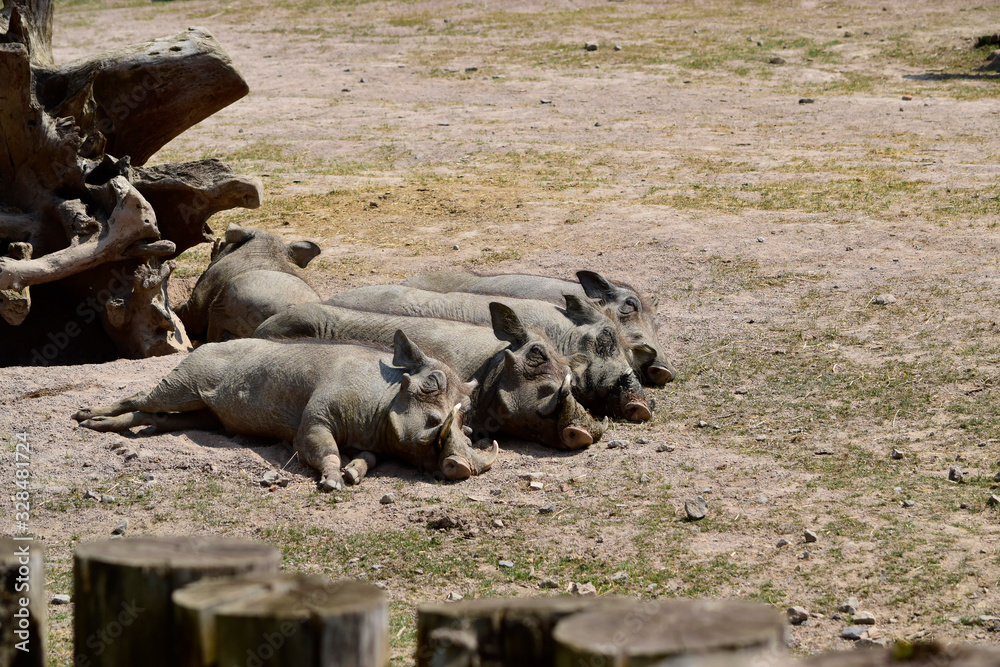 Gray Warthog (Phacochoerus Aethiopicus) is an African wild pig. They ...