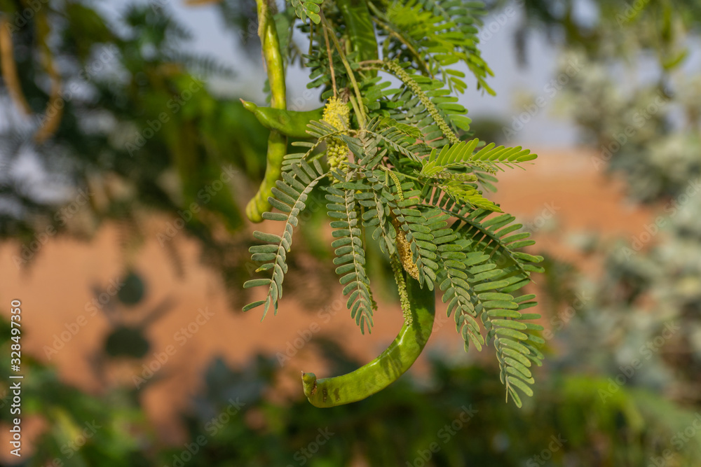 Green Ghaf Tree (prosopis cineraria) peas in the sunshine in the desert ...