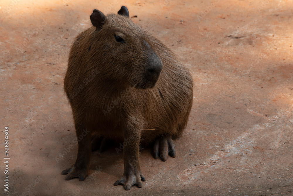 Capipara is the largest rat in the world,Kapipara is the largest rat in ...