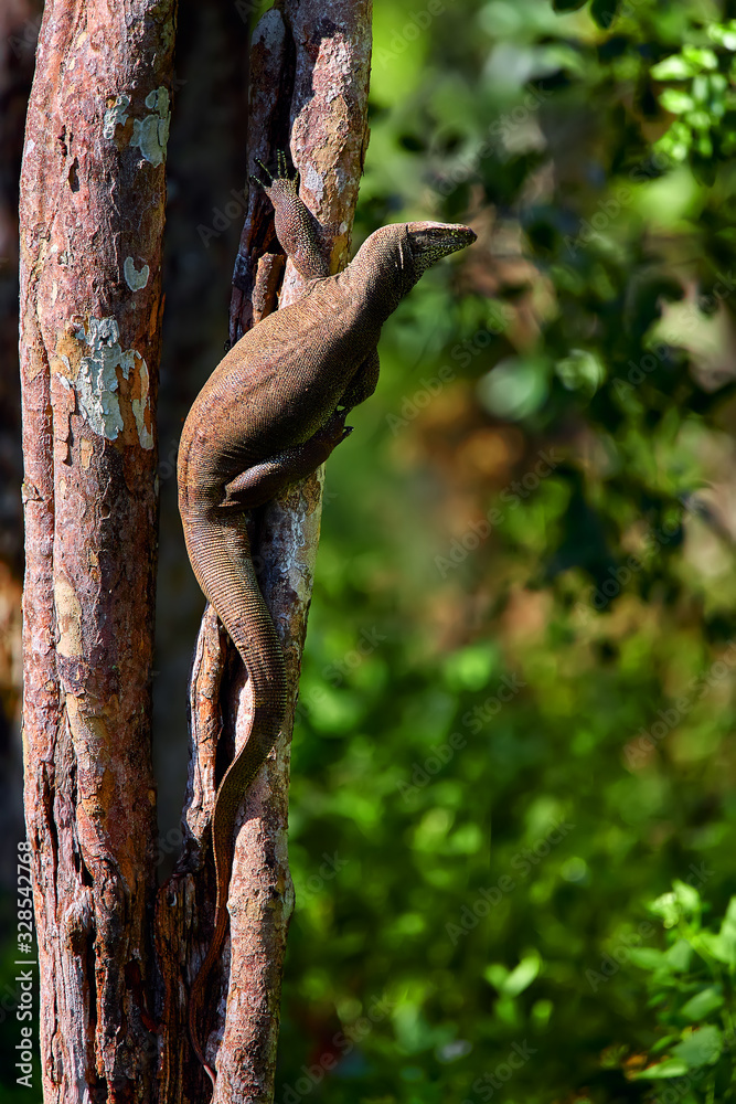 Bengal monitor (Varanus bengalensis) or common Indian monito, resting ...