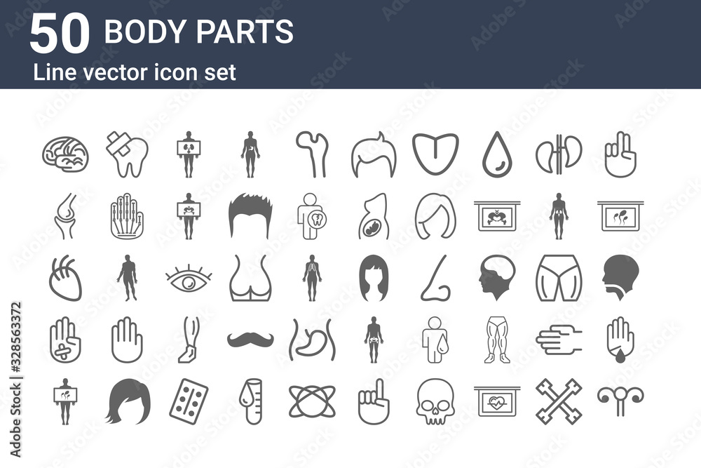 set of 50 body parts icons. outline thin line icons such as female ...