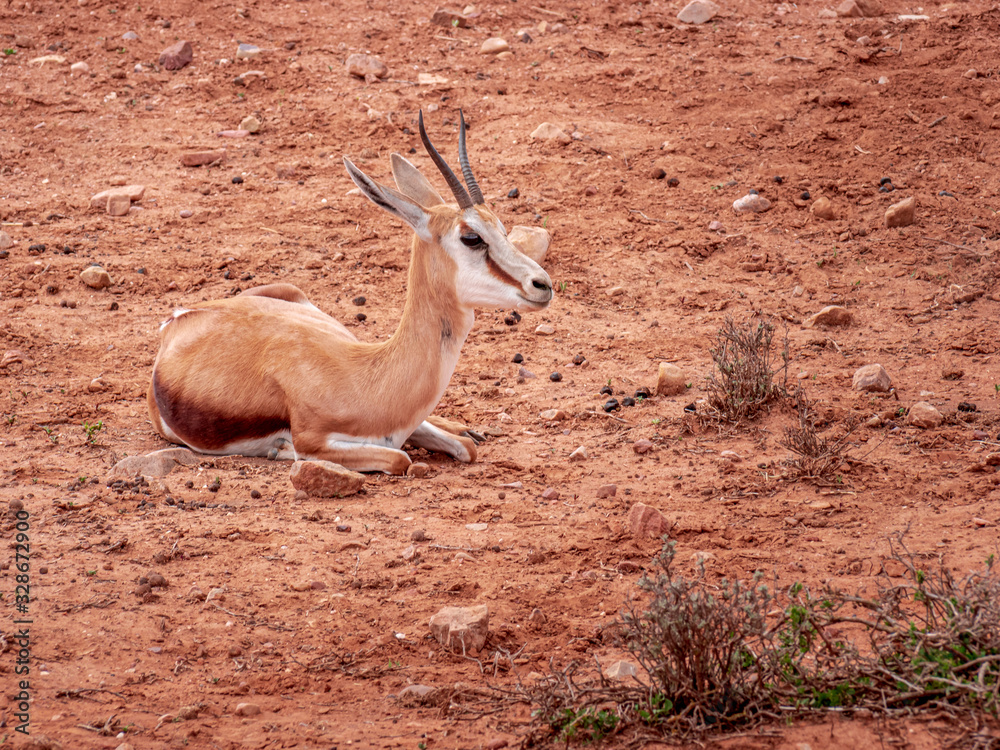 Wild Animals in South Animal during dry summer phase Stock Photo ...