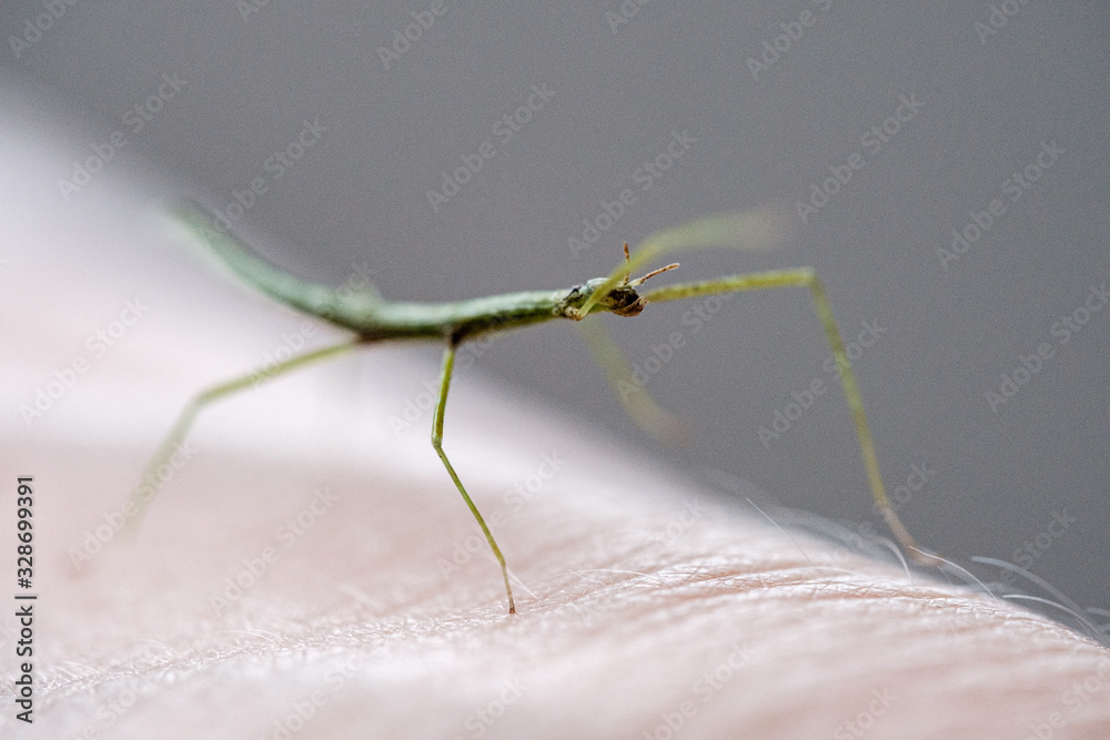 Medauroidea extradentata, commonly known as the Vietnamese or Annam ...