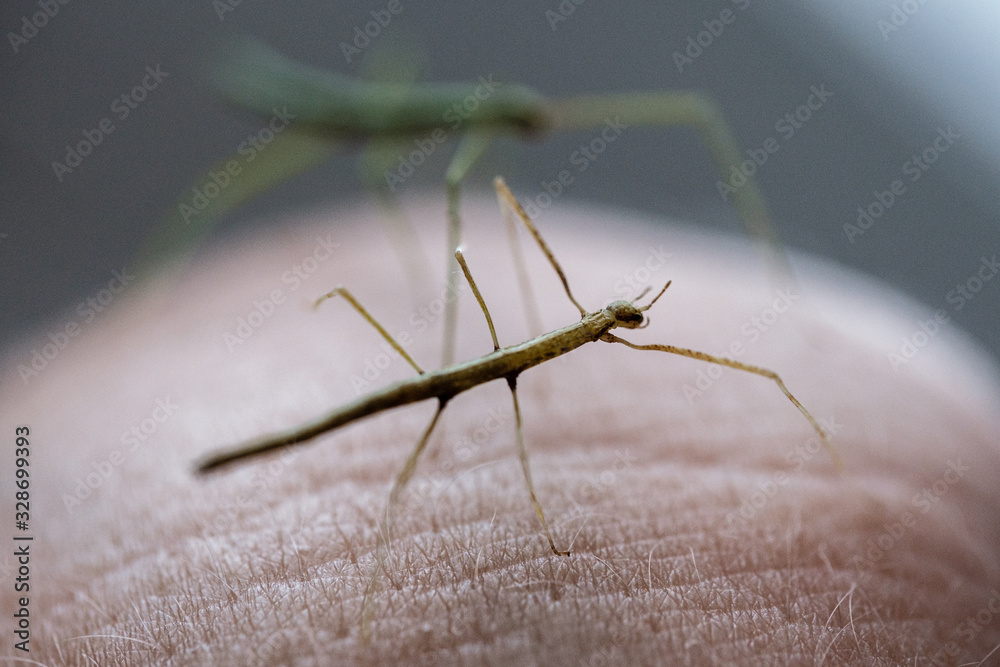 Medauroidea extradentata, commonly known as the Vietnamese or Annam ...