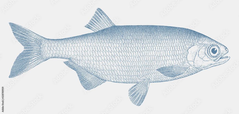 Stock-Vektorgrafik „Mooneye, hiodon tergisus, a freshwater fish ...