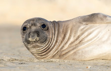 Foca elefant Poza gratuite - Public Domain Pictures