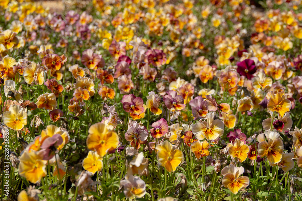Pancy viola hortensis violaceae flowers blooming Stock Photo | Adobe Stock