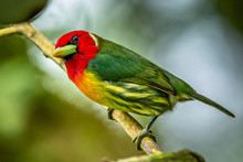 Bird With Red Head Free Stock Photo - Public Domain Pictures