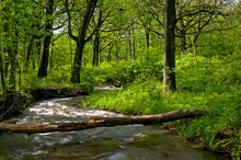 Creek In Spring Free Stock Photo - Public Domain Pictures