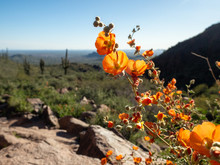 Hot Spring Flowers Free Stock Photo - Public Domain Pictures