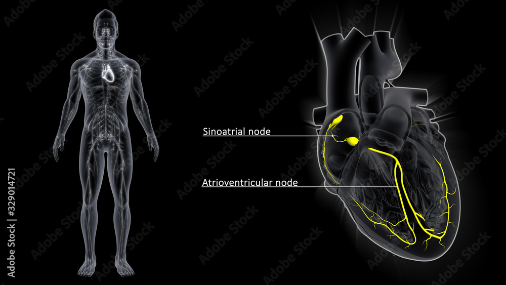 Sinus node and Atrioventricular node Stock Illustration | Adobe Stock