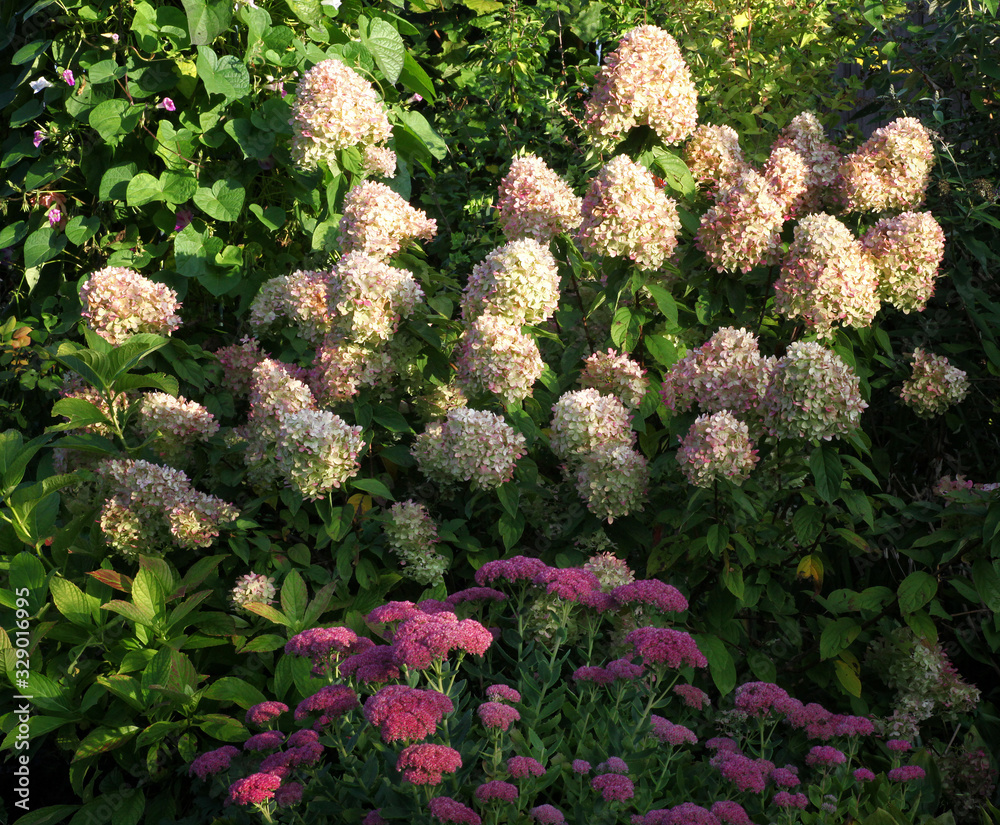 Beautiful cluster of hydrangea flowers flowering in the garden and ...