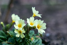 Yellow Primrose Wildflower Close-up Free Stock Photo - Public Domain ...