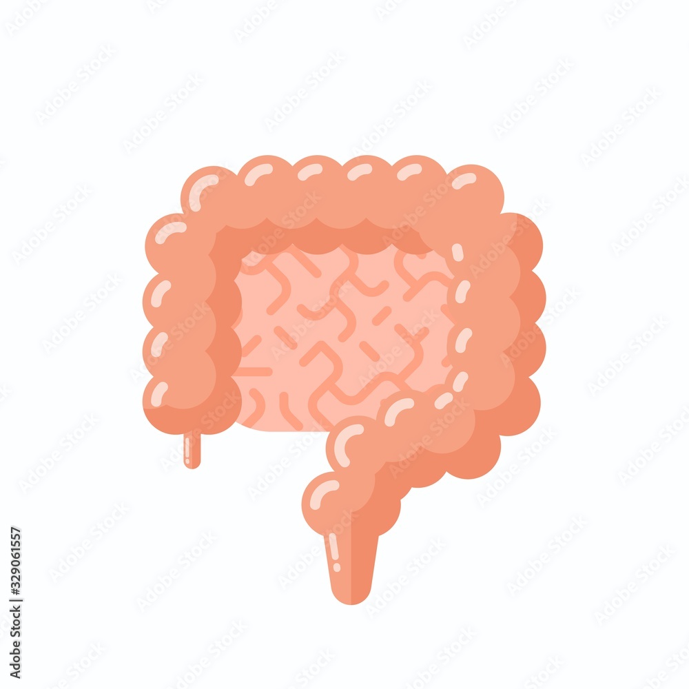 Anatomy of human intestine, flat vector illustration, cartoon style ...
