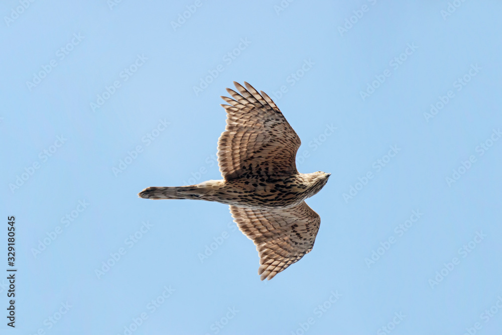 Northern goshawk young flying under blue sky. Strong powerful hawk ...