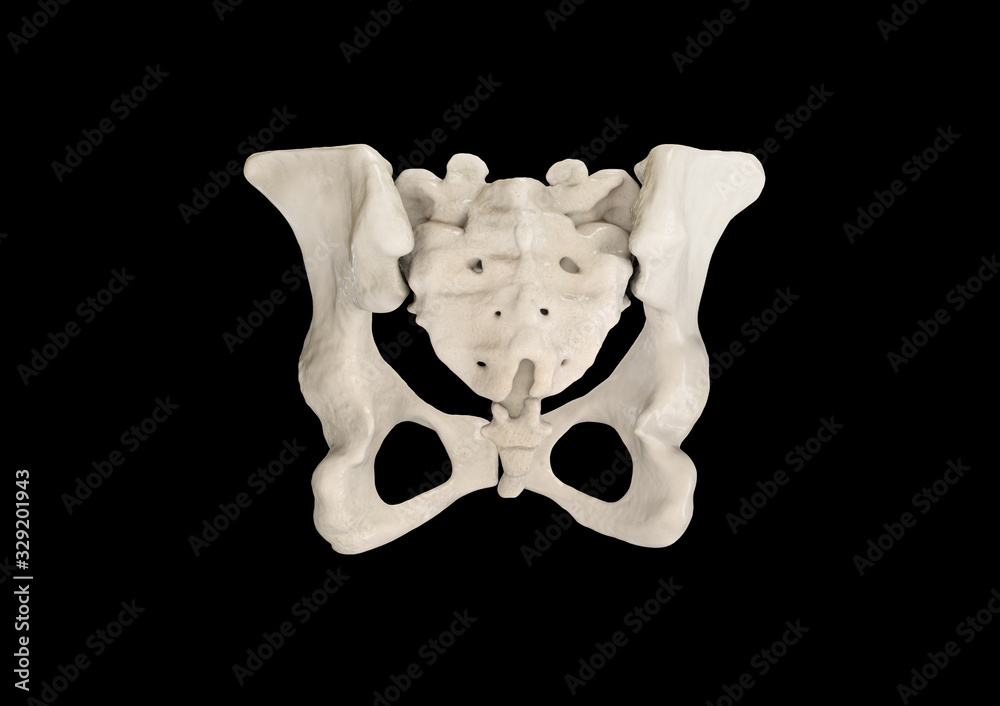 Foto de Stock Pelvis, Human skeleton, Female Pelvic Bone anatomy, hip ...